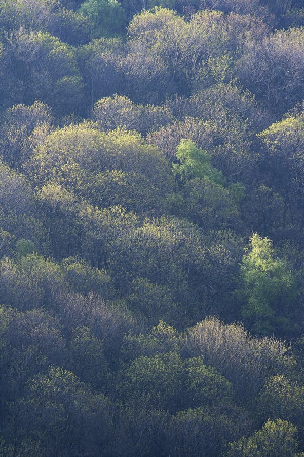 Wonderful trees stock image. Image of scene, morning - 24286223