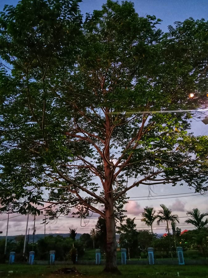 Wonderful Trees Had a Moment To Life Stock Image - Image of trees ...