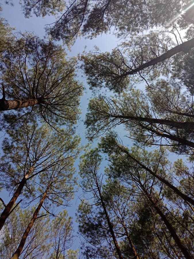 Tusam Pine Trees Object stock image. Image of wonderful - 208802769