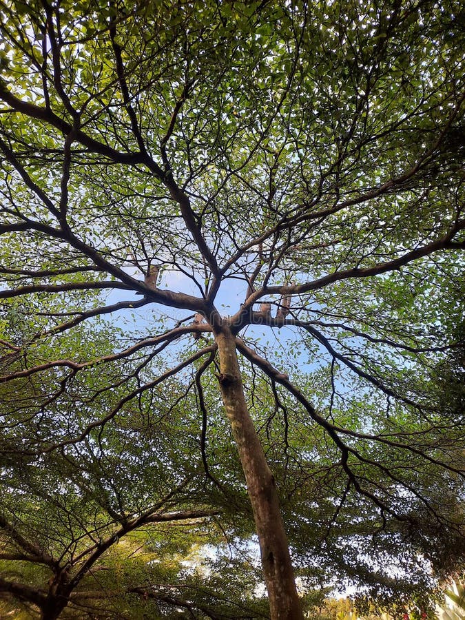 Framire Tree Object stock image. Image of sierra, brown - 208803515