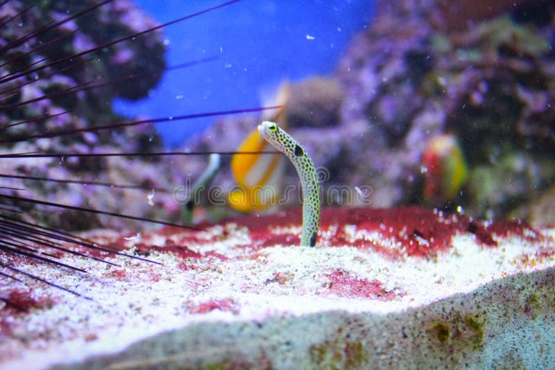 Wonderful Tropical Fish in a Large Aquarium Stock Image - Image of ...