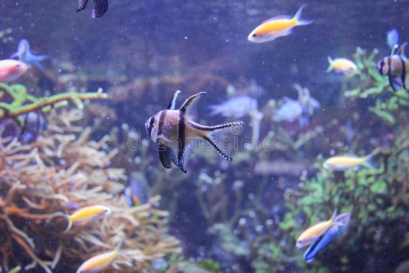 Wonderful Tropical Fish in a Large Aquarium Stock Image - Image of ...