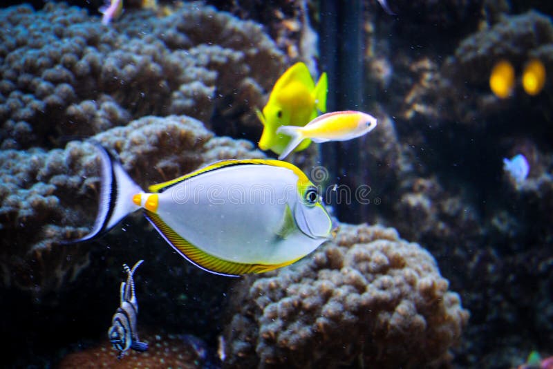 Wonderful Tropical Fish in a Large Aquarium Stock Photo - Image of ...