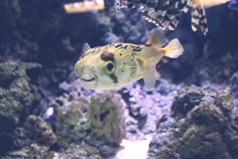 Wonderful Tropical Fish in a Large Aquarium Stock Photo - Image of ...