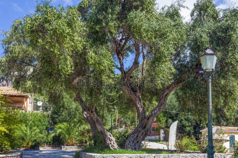 The Wonderful Twisted Trunk of a Centuries-old Olive Tree Stock Photo ...