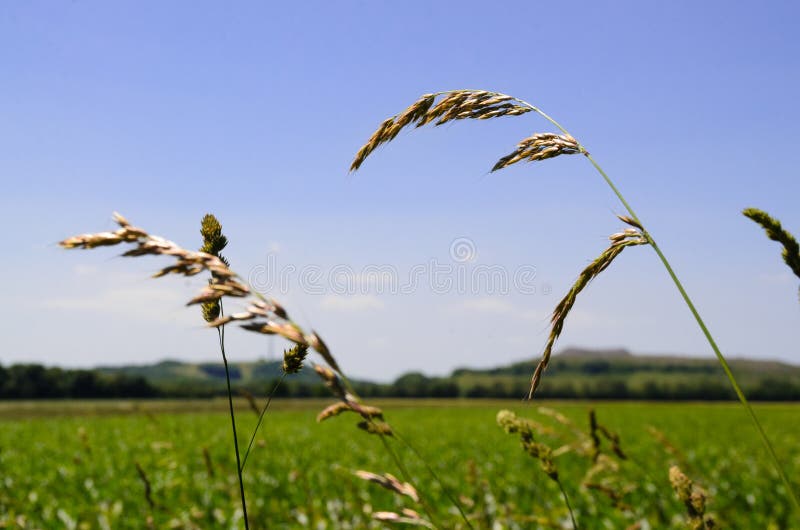 Wonderful view over fields stock image. Image of grass - 94568411