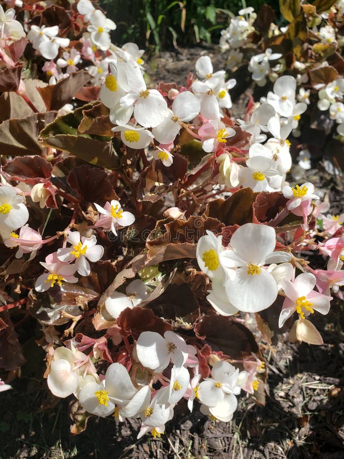 Wonderful White Flowers stock photo. Image of white - 165868204