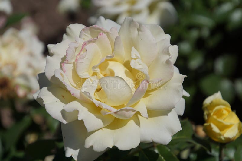 Wonderful white roses stock photo. Image of plant, coupon - 95559520