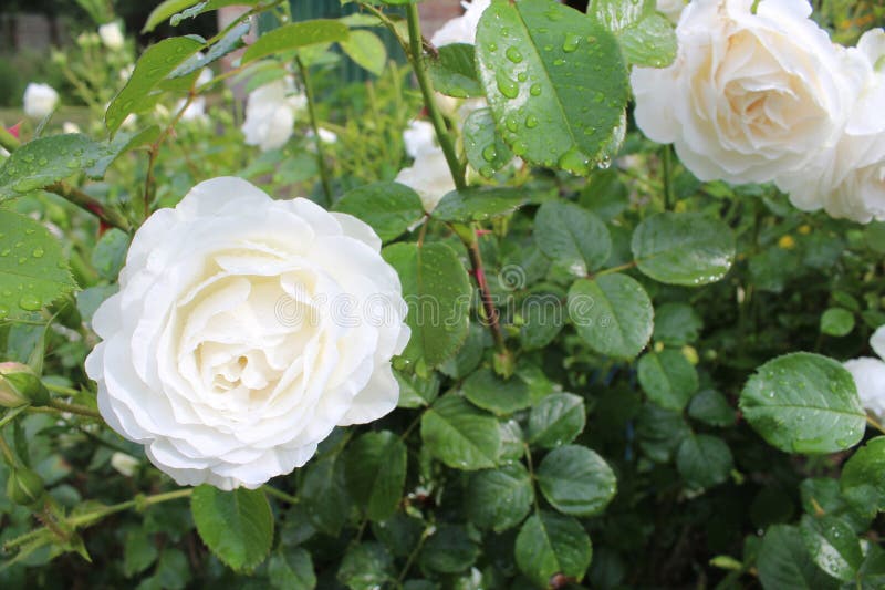 Wonderful White Roses in Raindrops. Stock Image - Image of clear, rose ...