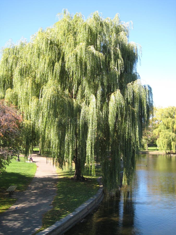 Wonderful willow tree stock image. Image of boston, woodland - 286177825