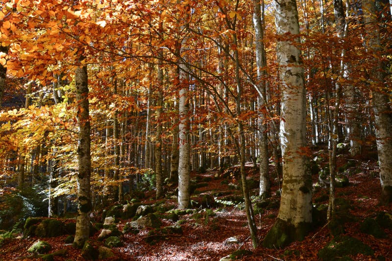 The Splendid Color of the Autumn Forest Stock Image - Image of forest ...