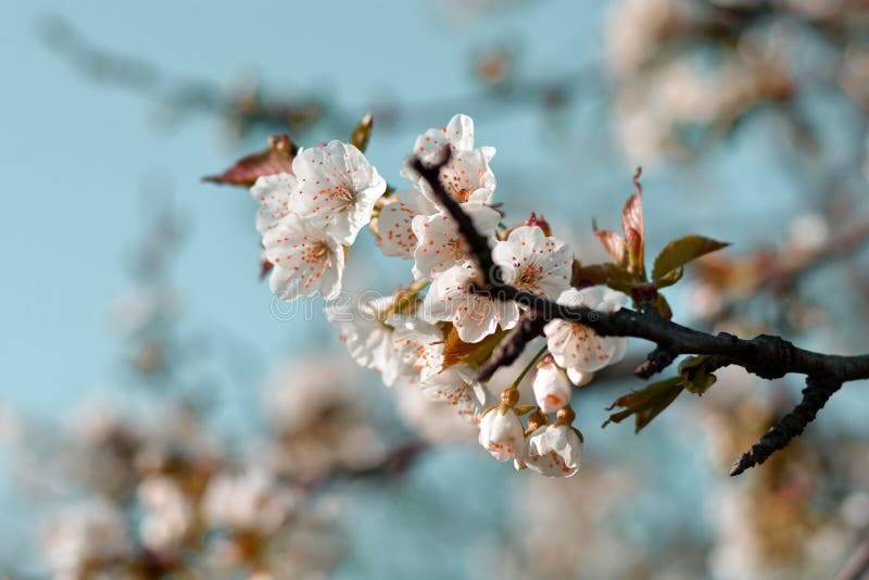 The Longed-for Spring Arrives Stock Photo - Image of green, beautiful ...
