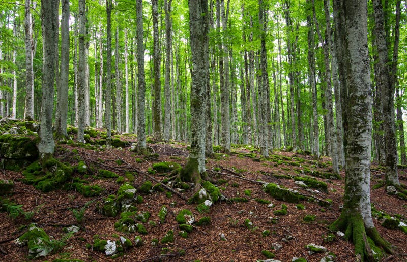 A Walk in the Cool of the Summer Forest Stock Photo - Image of green ...