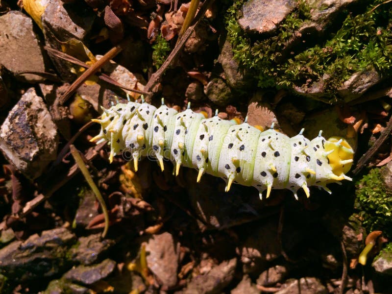 Animal stock photo. Image of animal, yellow, wonderful - 135967054