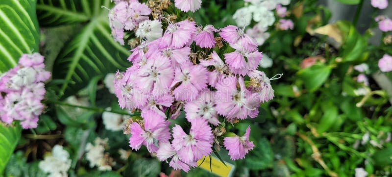 Wonderfull flowers 8 stock photo. Image of colour, flowe - 267624306