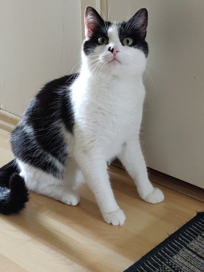 Wondering cat on the day stock photo. Image of wondering - 201820834