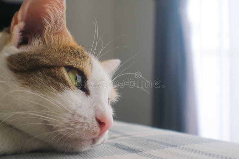 Wondering cat stock image. Image of wondering, skin - 203939469