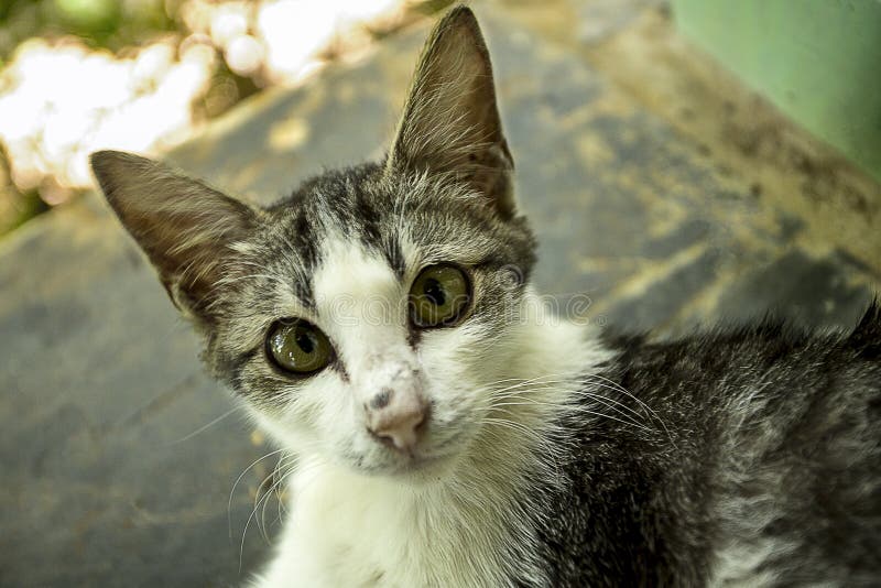 Cat wondering stock image. Image of ears, calico, animal - 48381547