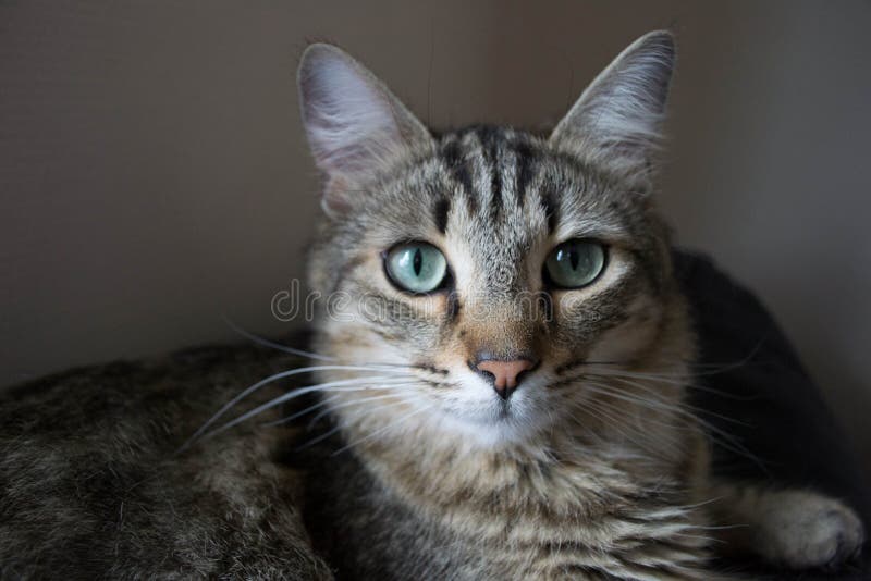 Cat wondering stock image. Image of ears, calico, animal - 48381547