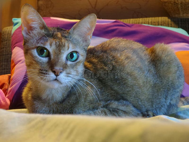 Wondering cat stock photo. Image of kitten, chausie, carnivoran - 81354754