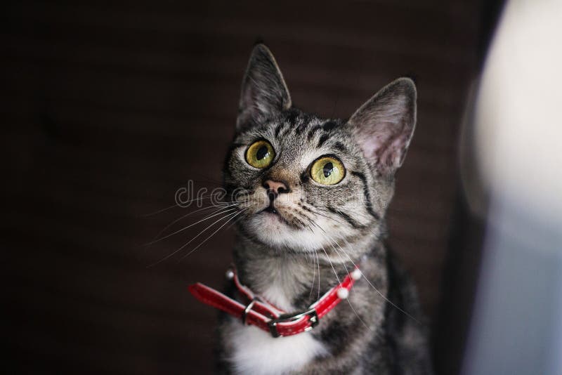 Wondering stock image. Image of wondering, look, pets - 83179909