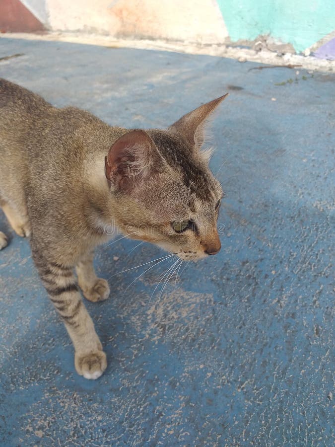 Wondering about Something stock image. Image of wondering - 259873645