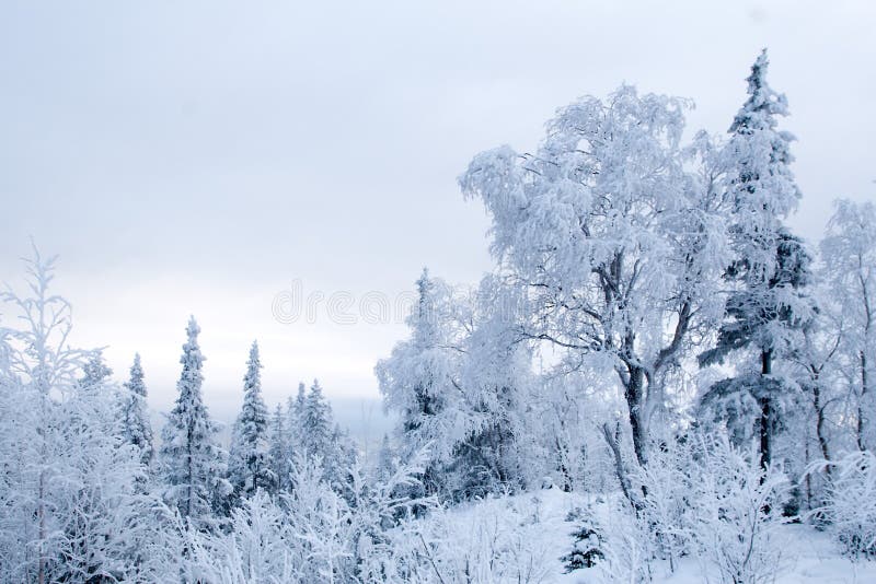 Quiet Winter Snowy Landscape Stock Photo - Image of coldish, drift ...