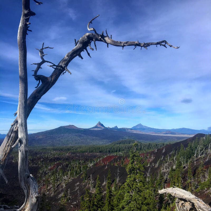 Wonderland Views stock image. Image of trees, oregon - 75685463