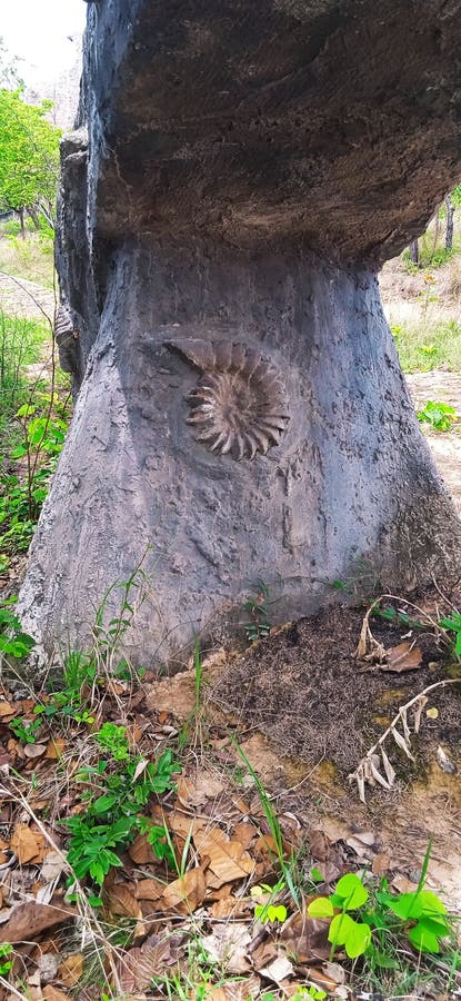 Wonders of Ancient Shellfish Stock Photo - Image of wonders, cemetery ...