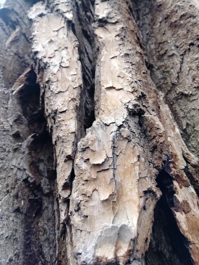 Wondrous standing tree stock photo. Image of bark, tree - 172030522