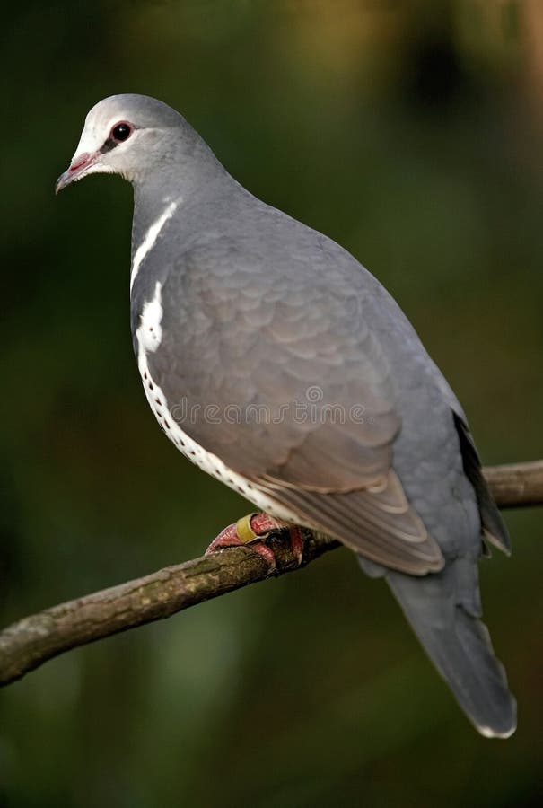 Wonga Pigeon stock image. Image of australian, wildlife - 41549719