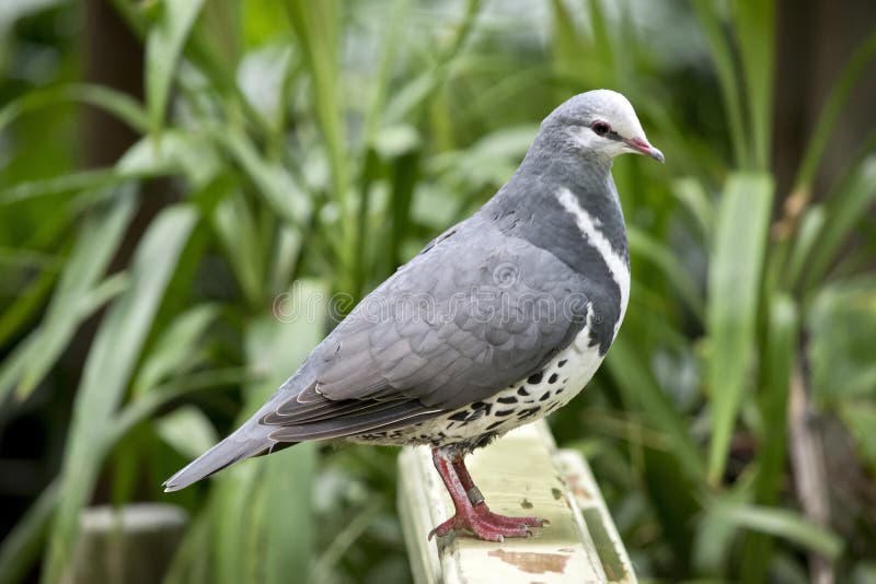 A wonga pigeon stock image. Image of black, bird, eyes - 117682579