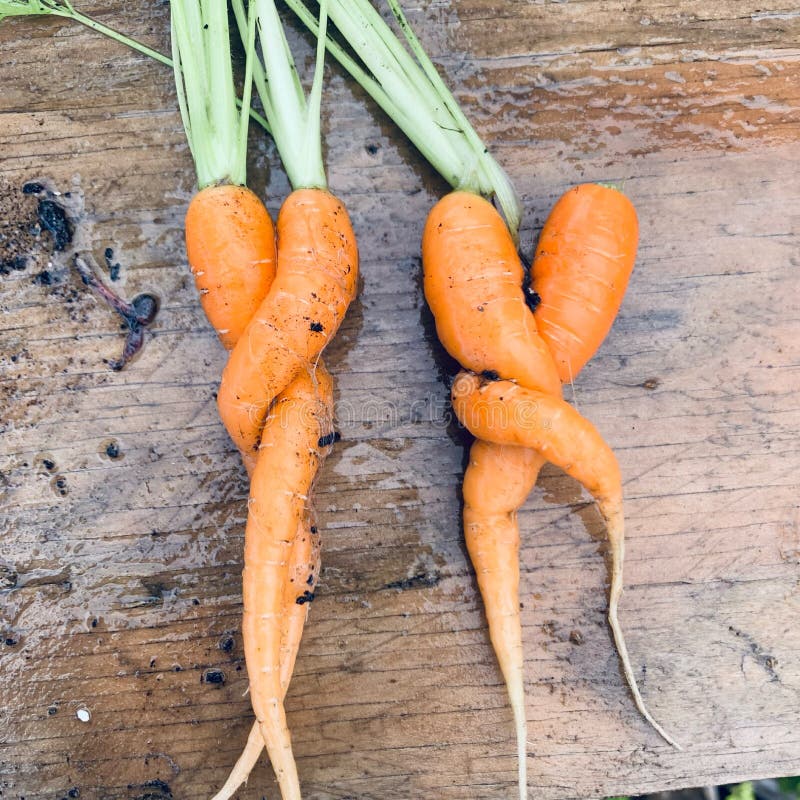 Wonky carrot vegetables stock image. Image of lots, amusing - 238177105