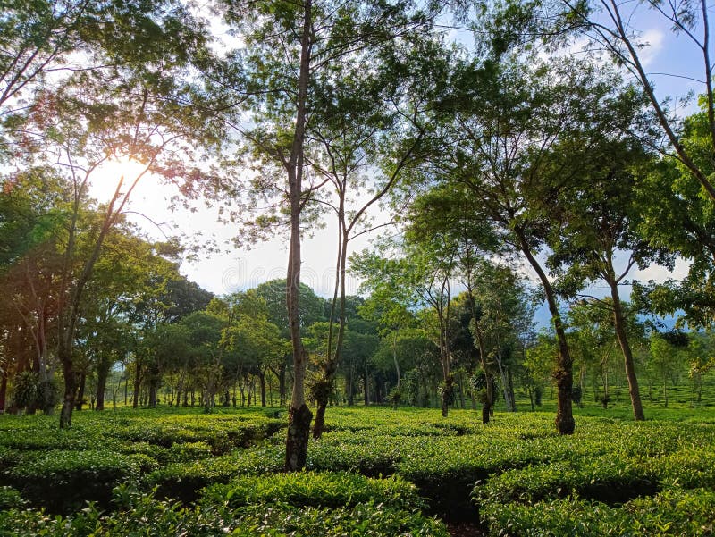 Wonosari Tea Gardens Stock Photos - Free & Royalty-Free Stock Photos ...