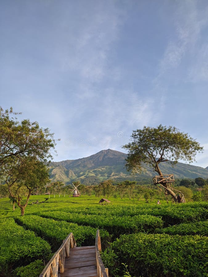 Wonosari Tea Plantation stock image. Image of grassland - 270019349