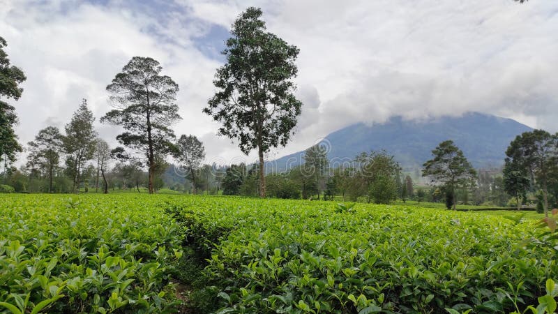 Wonosobo Central Java Indonesia 2025, Tambi Tea Plantation is One of ...