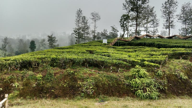 Wonosobo Tea Garden, Central Java Stock Photo - Image of java, wonosobo ...