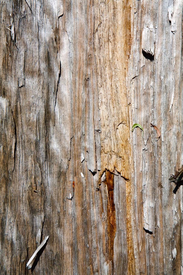 Wood stock image. Image of warmth, hardwood, nature, texture - 10077239