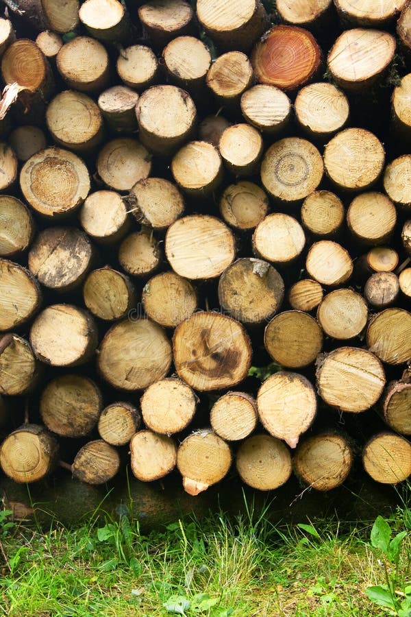 Wood stock photo. Image of natural, chopped, brown, fuzzy - 10556242