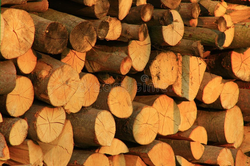 Wood stock photo. Image of life, material, ridges, concentric - 11391488