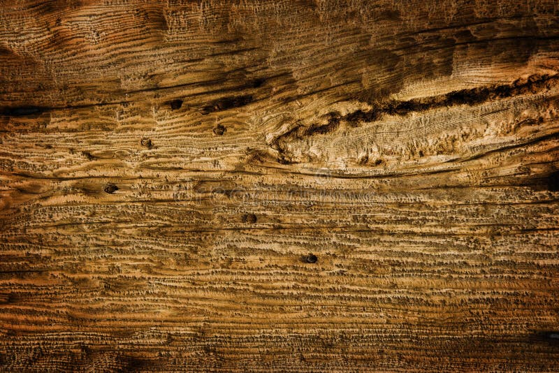 Wood worm holes stock photo. Image of background, brown - 8094742