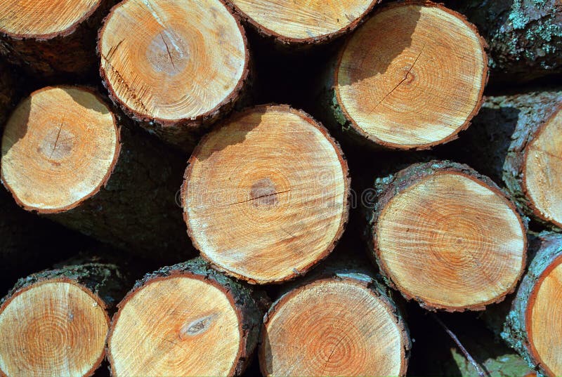 Wood stock photo. Image of trees, stack, wooden, horizontal - 7819384