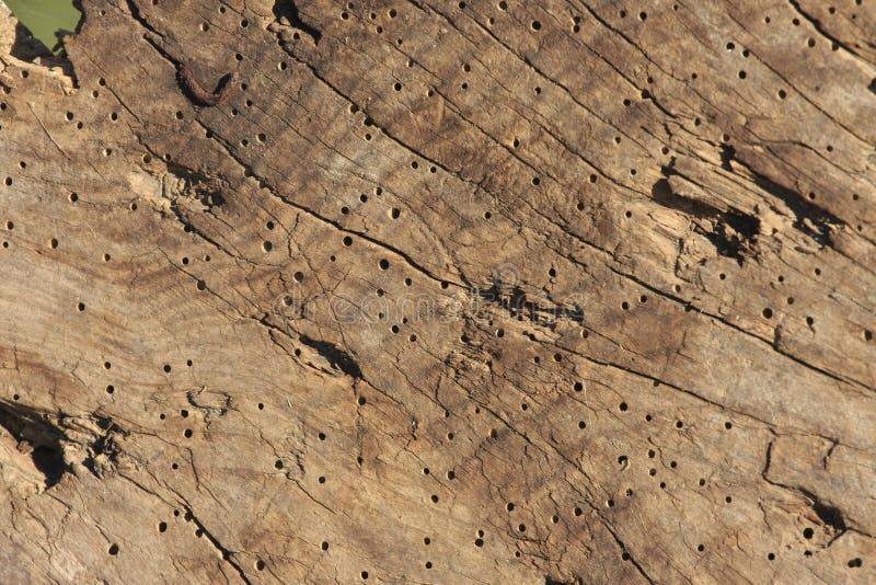 Wood worm holes stock photo. Image of background, brown - 8094742