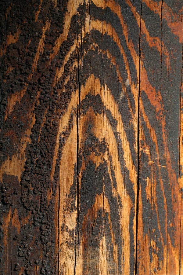 Wood Acquired Tiger Coloring As it Aged Stock Image - Image of time ...