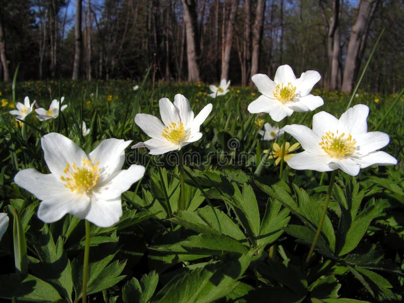 Wild anemones field stock photo. Image of wild, anemone - 596614