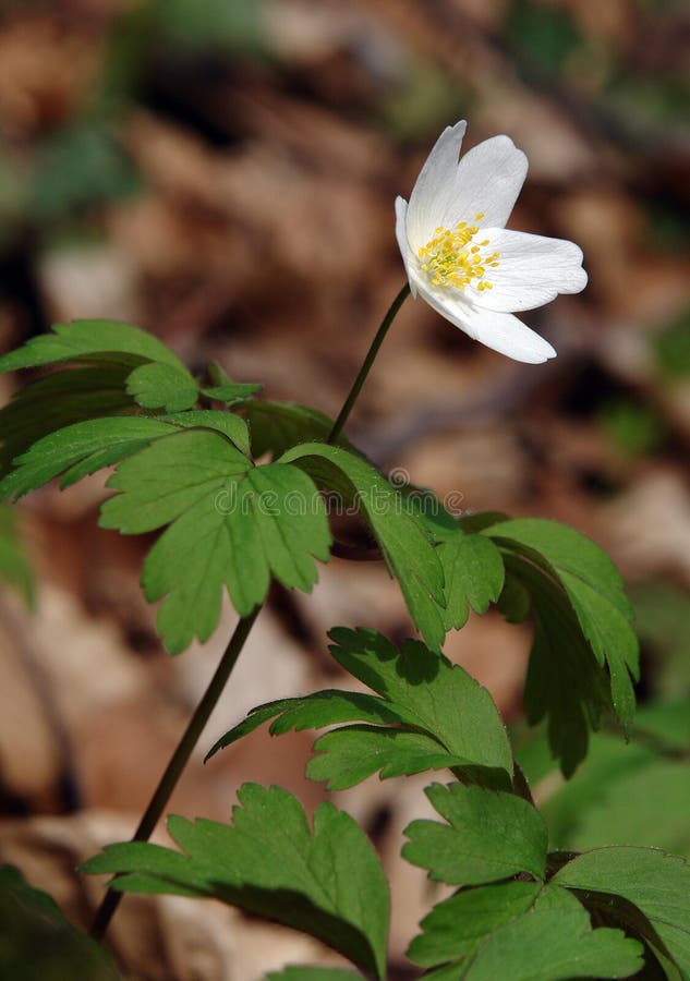 Wood Anemone Anemone Nemorosa Stock Image - Image of front, flower ...
