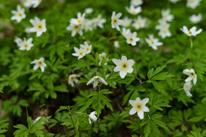 Wood Anemone Flowers in a Spring Woodland Setting Stock Photo - Image ...