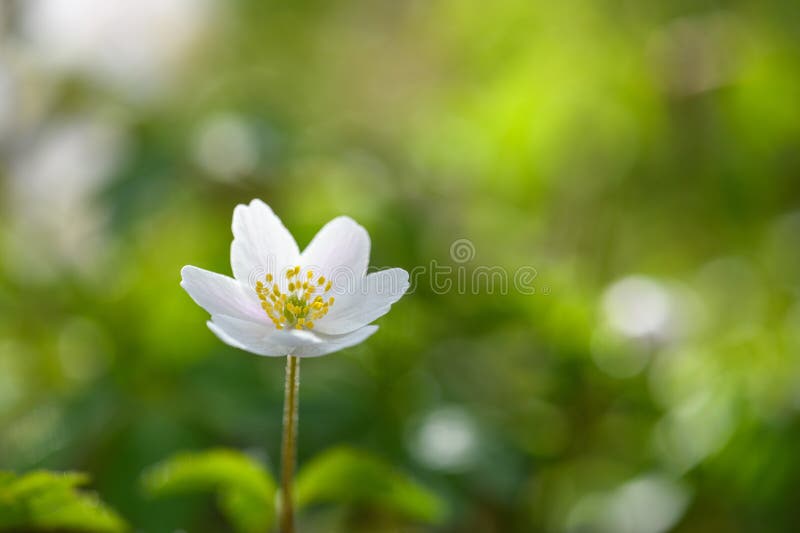 Wildflower Wood Anemone (Anemone Nemorosa), or Sylvie Anemone Stock ...