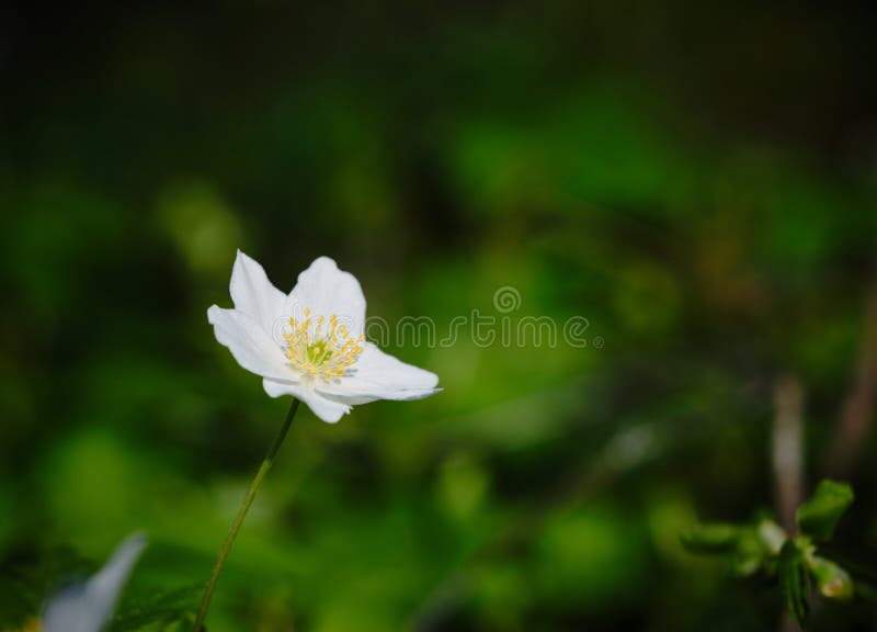 A wood anemone in the sun stock photo. Image of florist - 155189712