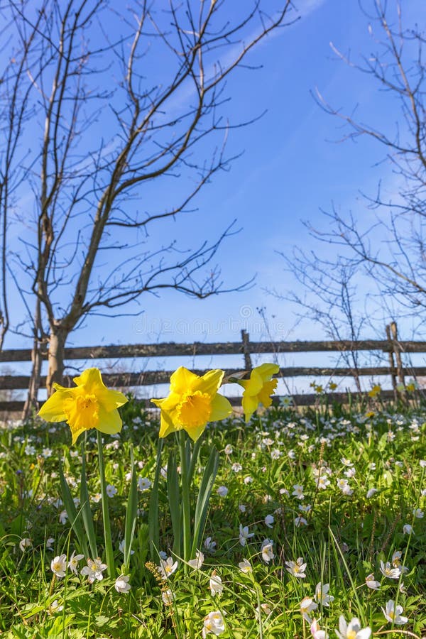 Flowering Wild Daffodil and Wood Anemone in Springtime on a Meadow ...